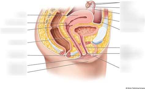 Female Pelvis (Midsagittal) Diagram | Quizlet