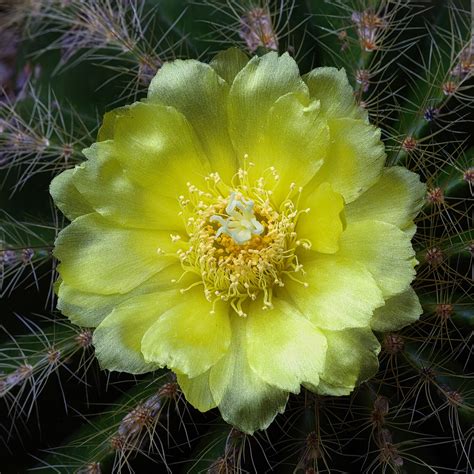 300 Free Yellow Cactus And Cactus Images Pixabay