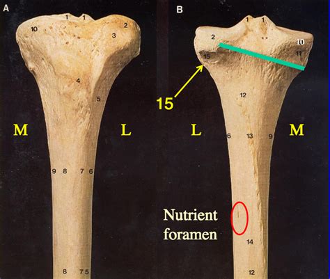 Proximal Tibia Diagram Quizlet