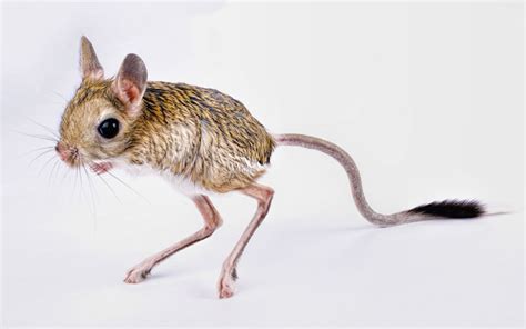Wüstenspringmaus Infos Ratgeber Zur Haltung Terrarium And Mehr