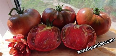 Томаты Козула (Kozula) польской селекции | Дачная Коллекция