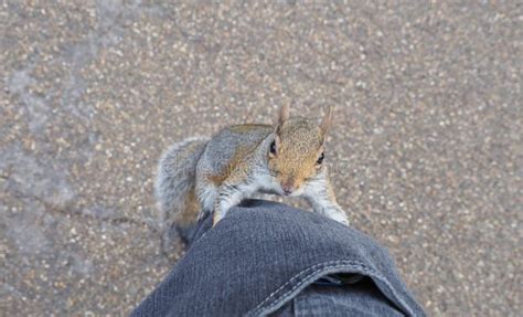 Grey Squirrel Scient Name Sciurus Carolinensis Mammal Animal Stock