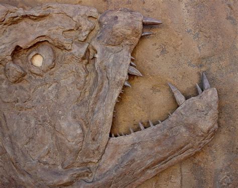 42 Fossil Xiphactinus Skull Terror Of The Inland Seaway 117041 For Sale