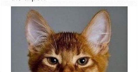 The Audacity Album On Imgur