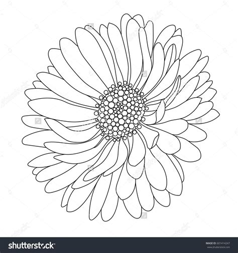 Monochrome Aster Flower Drawing