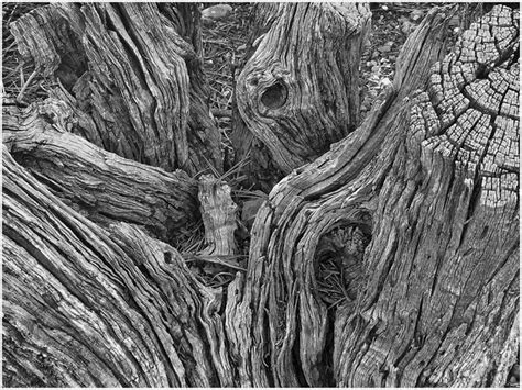 Premium Photo Full Frame Of Tree Trunk Premium Photo Full Frame Of Tree Trunk