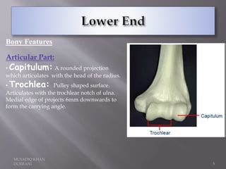 Humerus Bone And Attachments Pptx