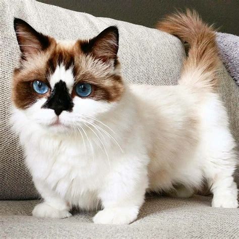 Snowshoe Munchkin Cat