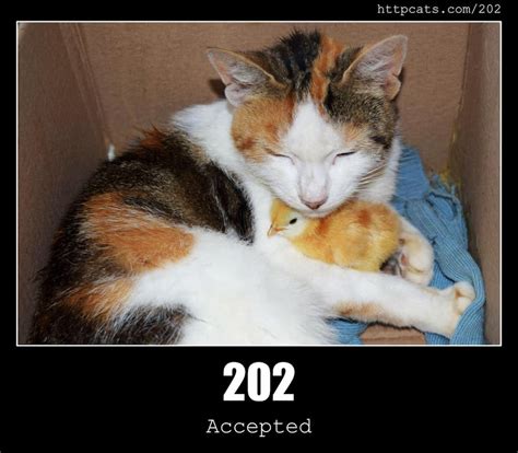 202 accepted status code and cats