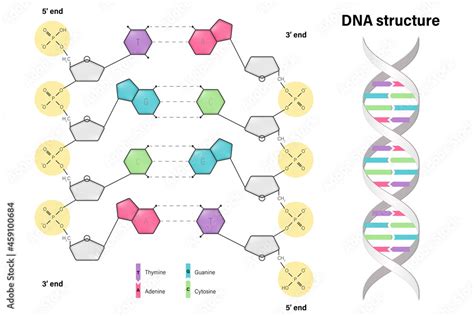 Structure Of Dna Nucleotide Bases