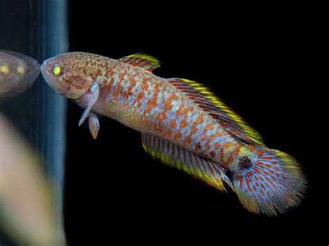 Peacock Gudgeon Tank Raised Aquatic Arts