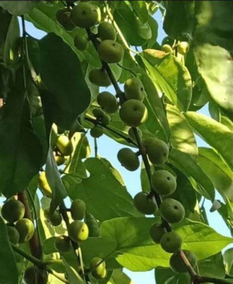 Batwan 1kg Lazada Ph