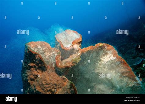 spawning sponge indonesia komodo national park indian ocean stock
