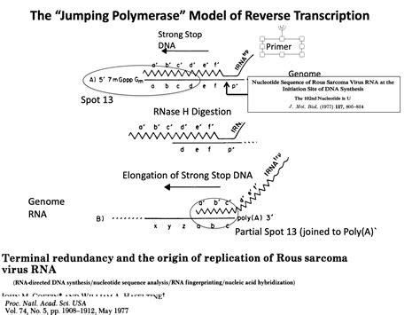 Fifty Years Of Reverse Transcriptase John M Coffin Howard Temin