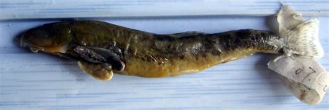 Nemacheilus Fasciatus
