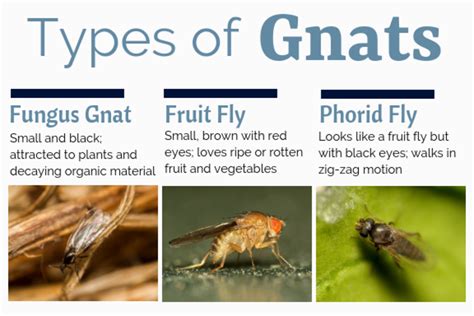 Fungus Gnats Bite
