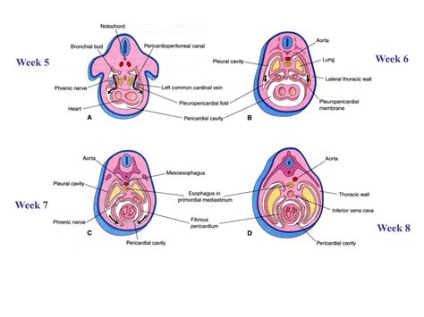 Ppt Medi 510 Ibs 518 Powerpoint Presentation Free Download Id