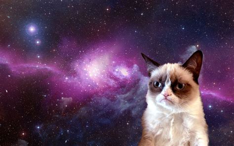 Grumpy Cat In Front Of The Stars Grumpy Cat Background Funny Cat In
