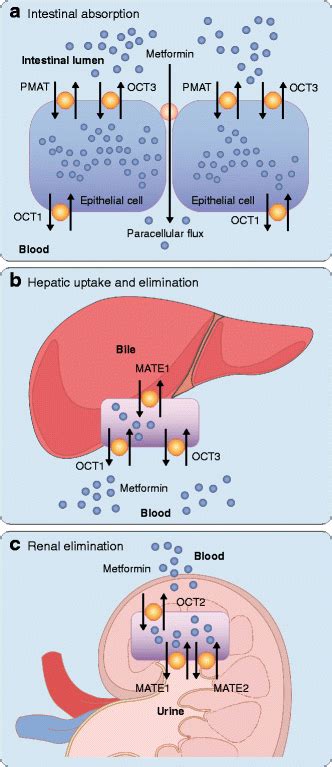 Transporters Responsible For The Absorption And Elimination Of Download Scientific Diagram