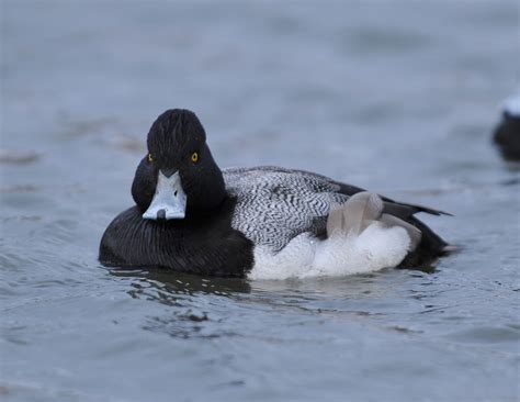 Злой утки (30 фото) - красивые фото и картинки pofoto.club