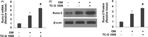 Tc G 1008 Increased Runx 2 Expression Cells Were Incubated With