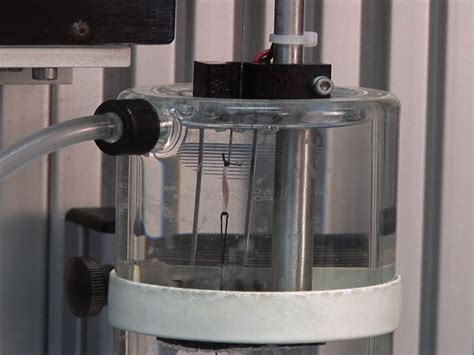 Evaluation Of Muscle Function Of The Extensor Digitorum Longus Muscle Ex Vivo And Tibialis