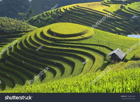 Rice Fields On Terraced Of Mu Cang Chai Over 17 078 Royalty Free