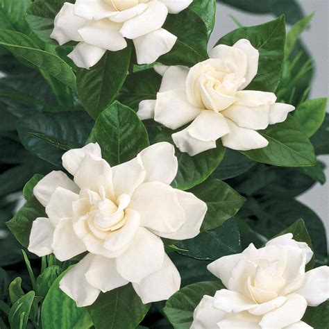 Altman Plants 3 Gal Gardenia Flowering Shrub With White 1003152428