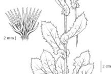 Prickly Sow Thistle Facts And Health Benefits