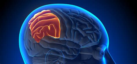 The Parietal Lobe Unraveling The Secrets Of Spatial Cognition And Multisensory Integration
