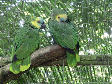 File Blue Fronted Amazon Parrot L Wikipedia The Free Encyclopedia