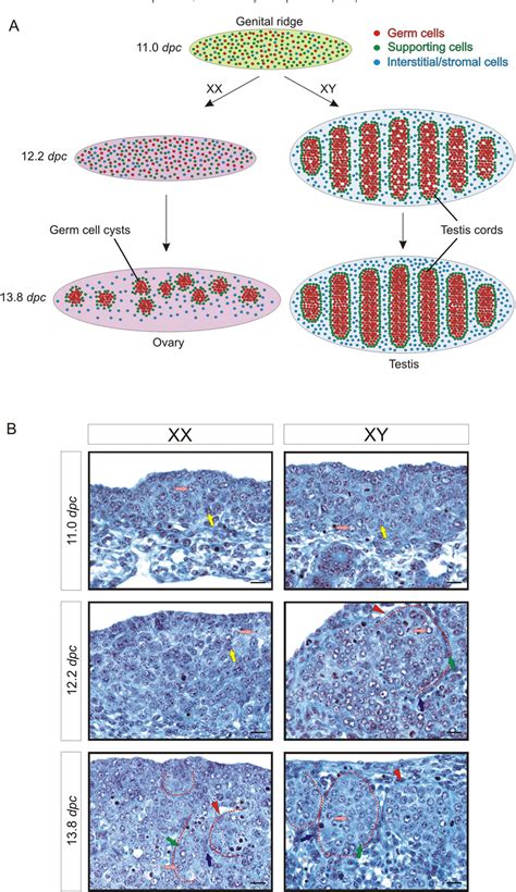 Figure 1 From Cell Adhesion Molecules Expression Pattern Indicates That Somatic Cells Arbitrate