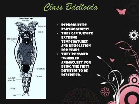 Ppt Kingdom Animmalia Powerpoint Presentation Free Download Id1862090