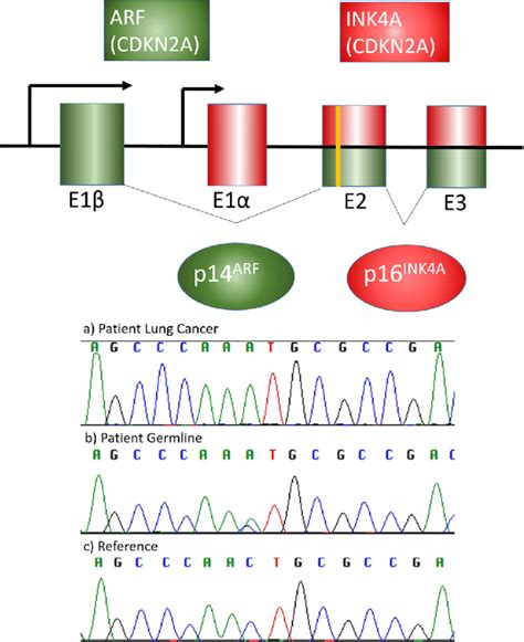 Chromatogram Sanger Sequencing At Joseph Park Blog