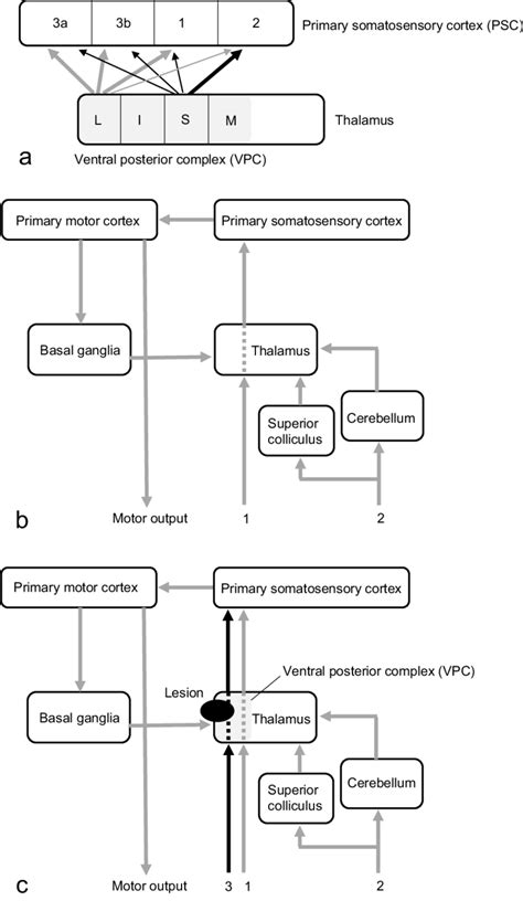 Figure5schematic Illustration Of The Normal Sensorimotor Processing