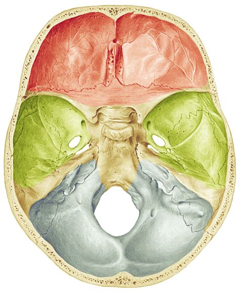 Veins Of The Posterior Fossa Neuroanatomy The
