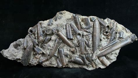 Belemnite Fossils For Sale