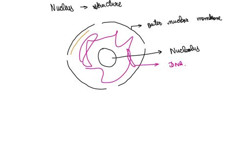 Solved Draw The Nucleus Of A Cell And Label The Double Layered Structure Which Inclose The