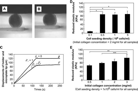 Effects Of Cell Seeding Density And Collagen Concentration On Reduced