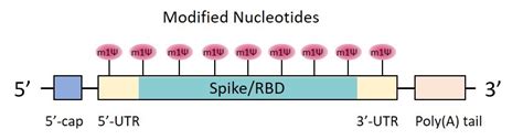 Custom Synthesis Service For Pseudouridine Modified Rna Pseudouridine Boc Sciences