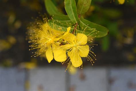 Chinese Hypericum Hypericum Monogynum Flowers Stock Image Image