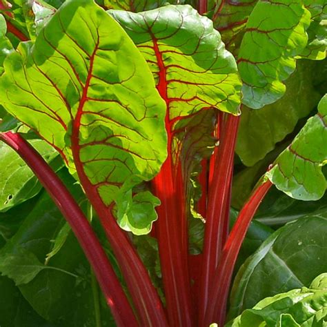 Buy Ruby Red Swiss Chard Seeds Everwilde Farms