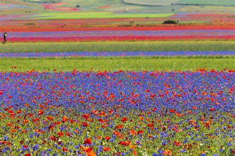 Fioritura Castelluccio Nella Piana Delle Lenticchie Dove Viaggi