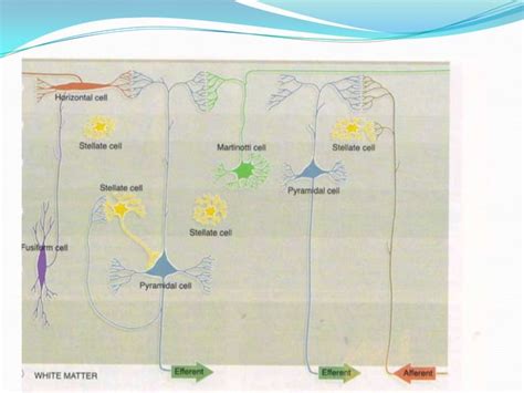 Histology Of Cerebral Cortex Pptx