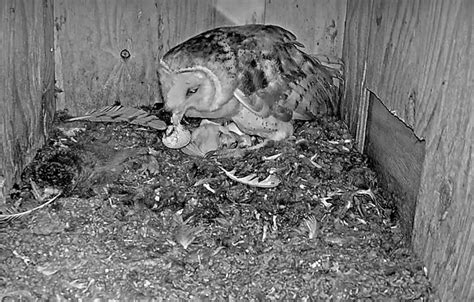 Video 3rd Egg Hatches Florida Barn Owls