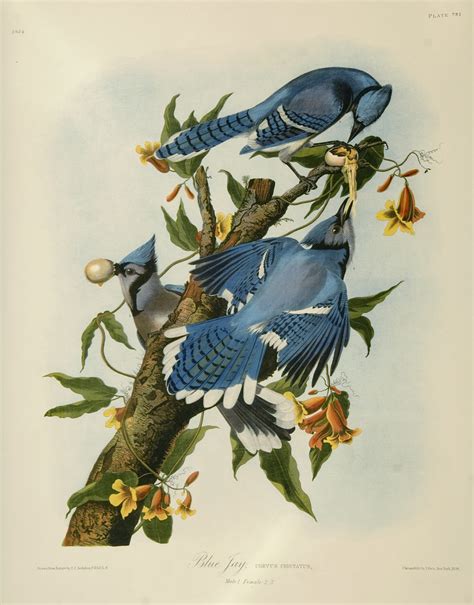 Vintage Bird Illustration At Marjorie Summerville Blog
