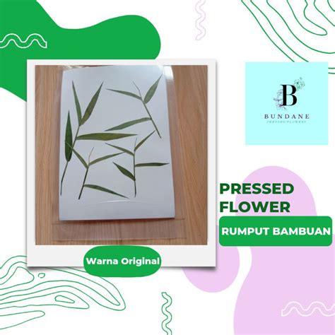 Jual Pressed Flower Rumput Bambu Bambuan Shopee Indonesia