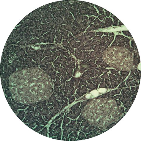 E8a13584 Philip Harris Prepared Microscope Slide Pancreas For Islets Of Langerhans Findel