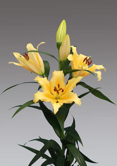 Buy Lilies | Shine On Oriental Trumpet Lily Bulbs | Gold Medal winning ...