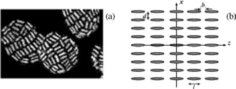 A Raft Like Array Of Au Nrs B The Schematic Model Of A Used In Download Scientific